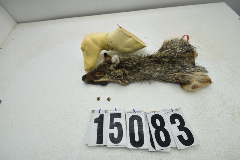 Coyote cape mounting package (cape, form, eyes) - East Coast Capes